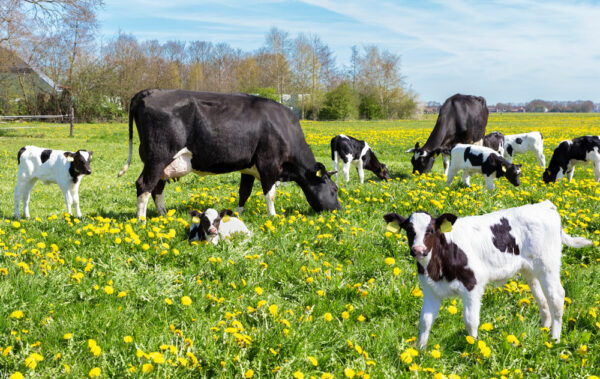EggTek®-C for Calves | EgCel
